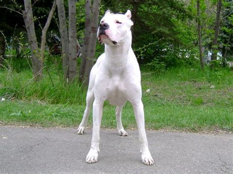 Cuál es la verdad sobre el perro dogo argentino Infobae