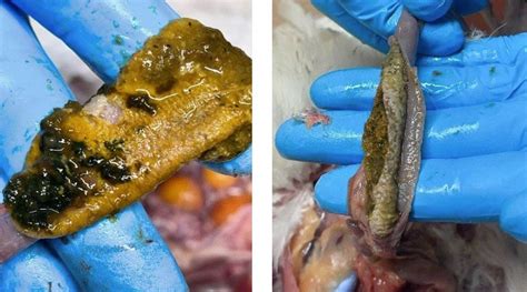 Enteritis Necrótica Un Problema Que Ha Evolucionado Junto Con La Industria Avícola Nexus