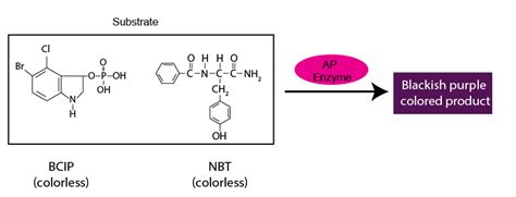 Chromogenic Substrates Overview Goldbio