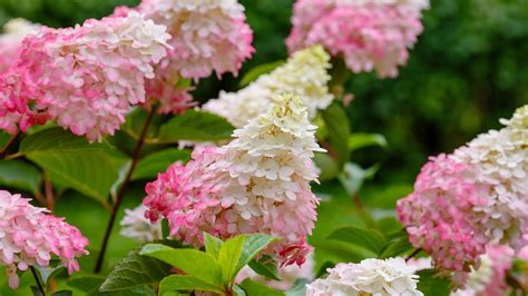 5 Hydrangea Pruning Mistakes You Need To Avoid Toms Guide