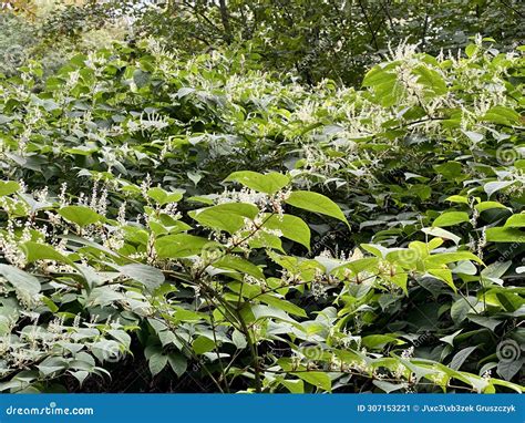 Japanese Knotweed Reynoutria Japonica Houtt Blooming White Lots Of