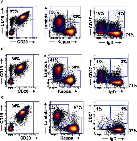 Phenotype Of Recovering B Cells After Anti Cd19 Car T Cell Therapy The