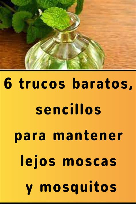 6 Trucos Baratos Sencillos Para Mantener Lejos Moscas Y Mosquitos Artofit