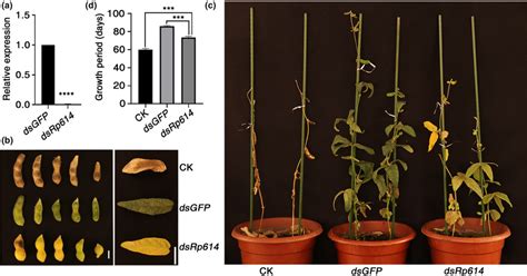 Effects Of Rp614‐silenced Riptortus Pedestris Infestation On Soybean
