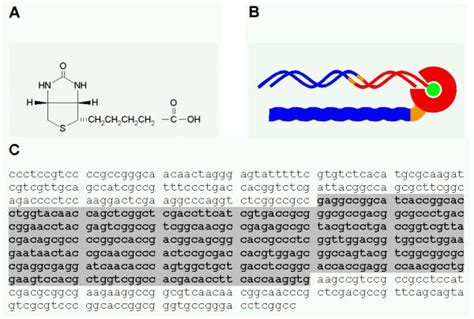 Design Of The Sapv Streptavidin Based Protein Vector Biotin Panel Download Scientific