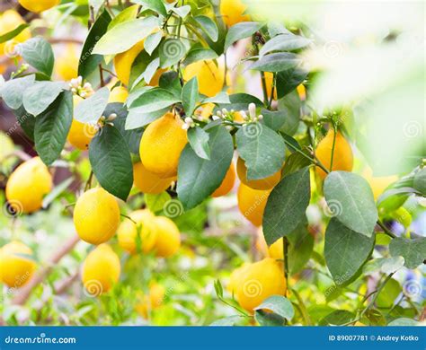 The Yellow Lemon Tree Stock Image Image Of Fruit Hanging 89007781