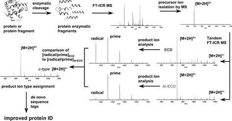 Bottom Up Peptide Sequencing And Protein Identification Strategy