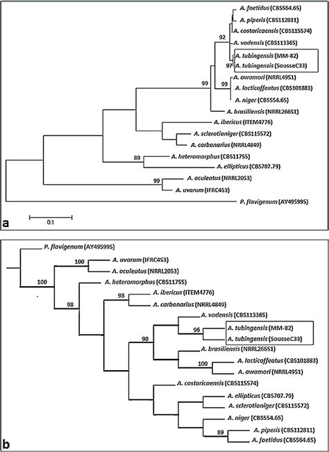 Dendrograms Constructed Using The Methods Of Maximum Likelihood And Download Scientific Diagram