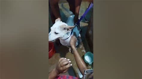 চিনি কে জোর করে স্নান করানো হচ্ছে।। Youtube