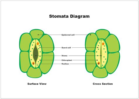 Stomata Diagram Biology Diagram