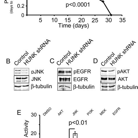 Hunk Knockdown Inhibits Jimt 1 Xenograft Mammary Tumor Growth A Time