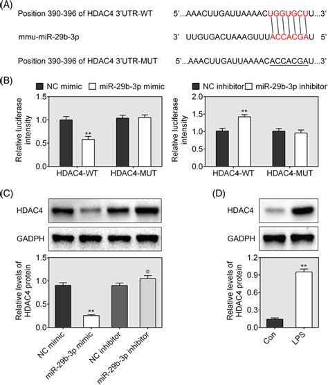 HDAC4 Was A Direct Target Of MiR29b3p A The Putative Binding Sites