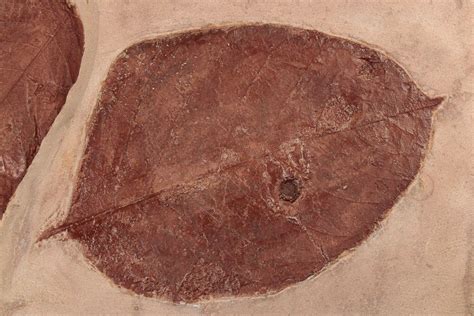 Two Large Fossil Leaves Carya And Phyllites Montana 189059 For