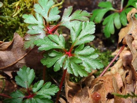 Geranium Robertianum Picturethis