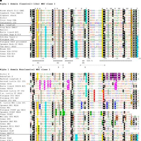 Schematic View Of The Presumable Evolution Of Classical Mhc Class I