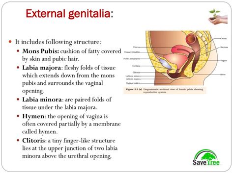 Class Biology Chapter Human Reproduction Presentation CBSE CONTENT