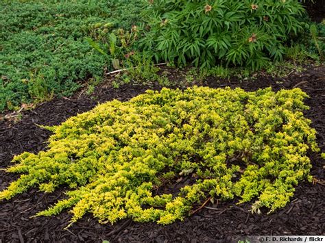 Genévrier Rampant Juniperus Horizontalis Planter Cultiver Multiplier