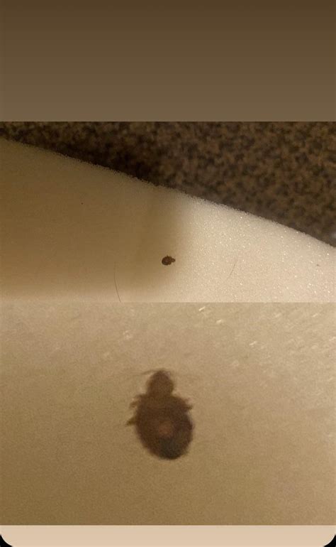 Found Bug And Told My Landlord And They Will Not Take It Seriously