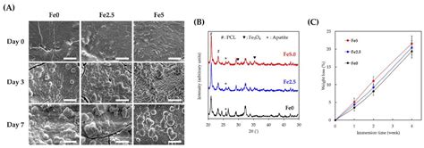 Cells Free Full Text Synergistic Effect Of Static Magnetic Fields And 3d Printed Iron Oxide