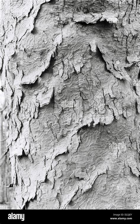 Black White Bark Stock Photo Alamy
