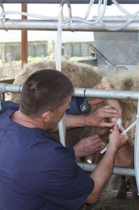 Кой е сигурният признак за мастит Български Фермер