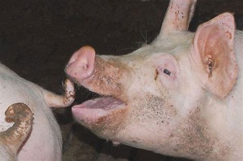 Tail biting in pigs – Agri Farmacy