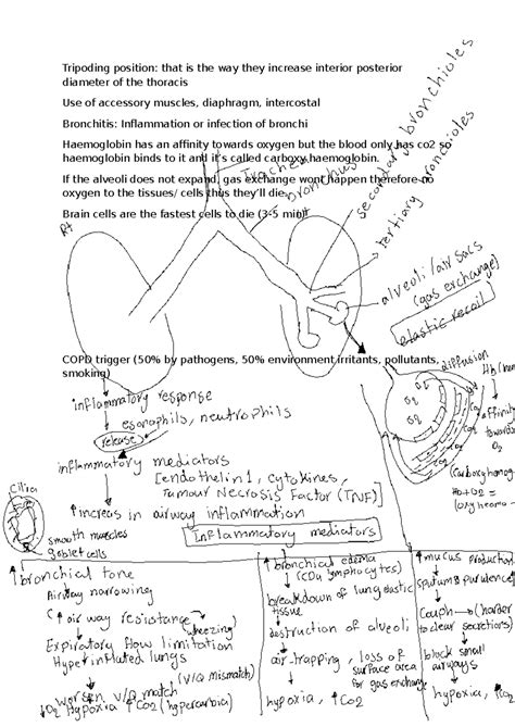 Hv3 Lecture Notes Tripoding Position That Is The Way They Increase Interior Posterior