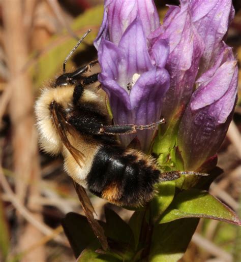 Bombus Affinis Rusty Patched Bumble Bee 40oz Tumbler With Handle