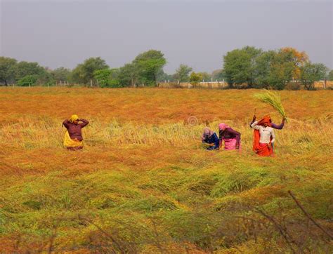 Indian Farmers Working In The Field For To Harvesting Mustard