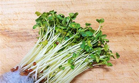 カイワレ大根のベーコン巻き【おうち居酒屋】 お酒とおつまみ Reeazy リィジィ
