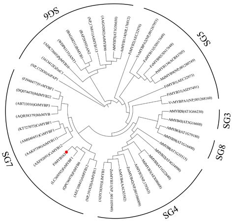 Ftmyb163 Gene Encodes Sg7 R2r3 Myb Transcription Factor From Tartary Buckwheat Fagopyrum