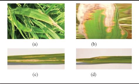 Figure 1 From Deep Learning Based Hybrid Model For Severity Prediction Of Leaf Smut Rice