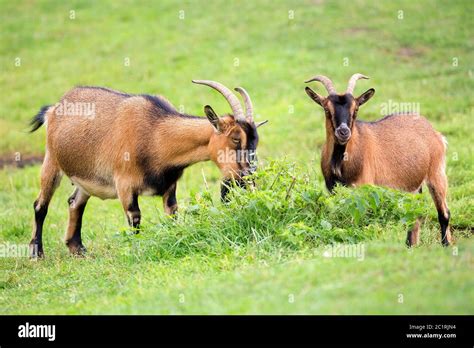 Ziegen auf einer wiese Fotos und Bildmaterial in hoher Auflösung Alamy