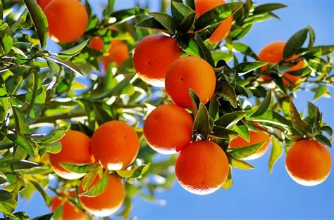 What Are Citrus Trees Learn About Citrus Tree Varieties For The Garden