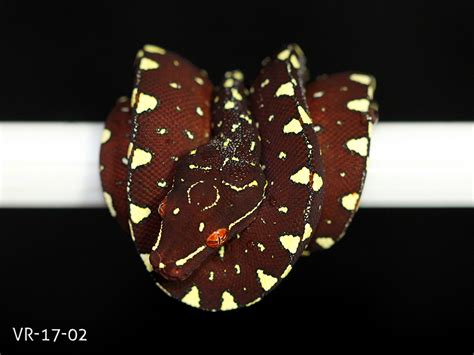 Green Tree Python Breeding Projects Viridispython