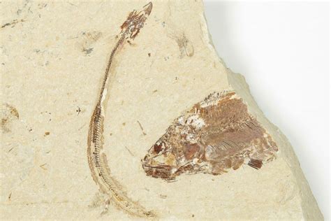 4 2 Cretaceous Eel Enchelion Fossil Hjoula Lebanon 201355 For
