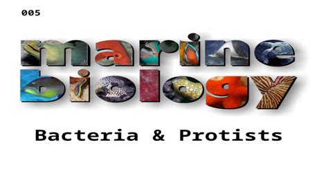 Ppt Bacteria And Protists 005 Kingdom Monera Species Number Low ~17