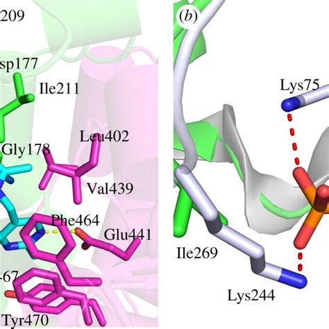 Structure Of The Cofactor Binding Site In Tbtkt A Illustration Download Scientific Diagram