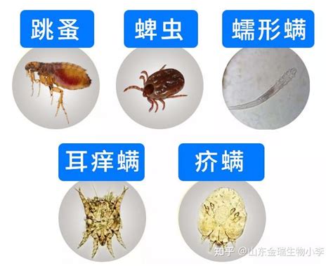 猪的驱虫方案，养猪的朋友都来收藏 知乎
