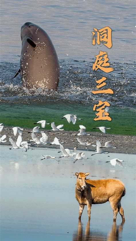 新华社 守护“洞庭三宝” 呵护“长江之肾”江豚候鸟湖南