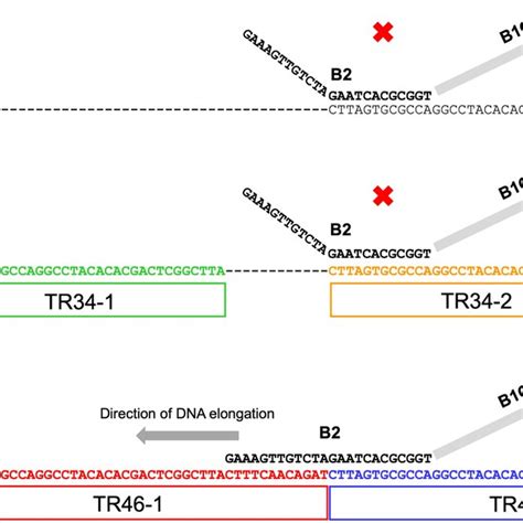 Illustration Of Tandem Repeat Regions Of Cyp51a Genes Used In This