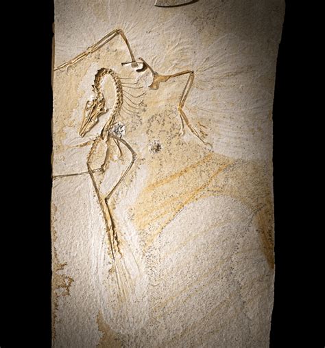Chicagos Field Museum Exhibits Rare Skeleton Of Bird Like Dinosaur Archaeopteryx My Modern Met
