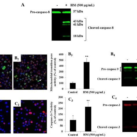 Effects Of Hm On Cell Cycle Progression In Thp 1 A And Hek293 B Download Scientific Diagram
