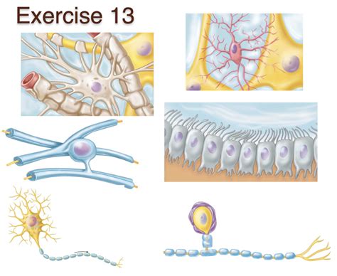 Neurons Diagram Quizlet