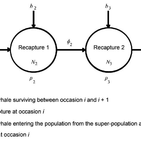 Conceptual Representation Of The Open Population Jolly Seber Model Download Scientific Diagram