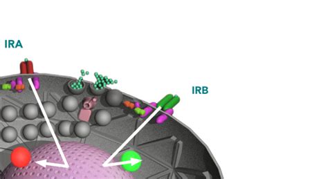 Insulin Receptor Isoforms Biocrine