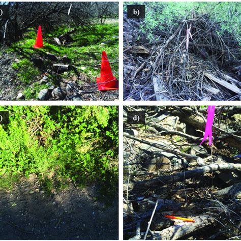 Examples Of Cover Types A Canopy Cover From Trees Low Height Cover