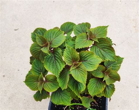Bulk Purple Shiso Seeds Sushi Wrap Japanese Cuisine Perilla