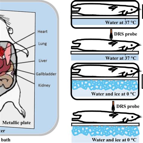 Schematic Drawing Of The Mouse Organ Locations And Preservation