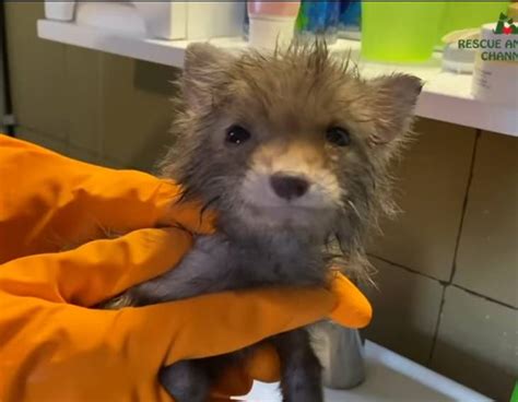 귀여운짤 올리고가는 글 인스티즈instiz 일상 카테고리